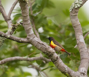 Nkhotakota Wildlife Reserve - Nkhotakota