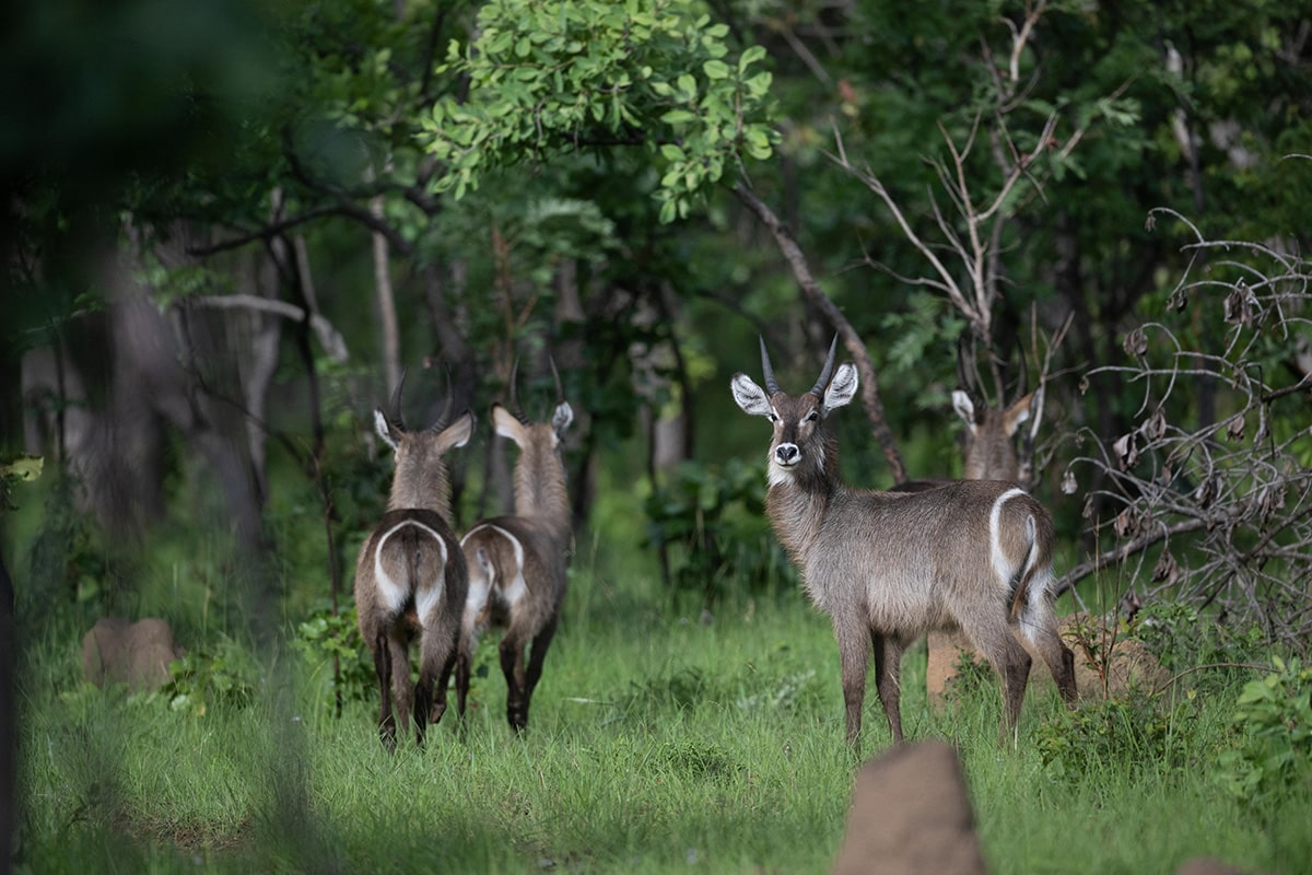 About Nkhotakota Wildlife Reserve - Nkhotakota